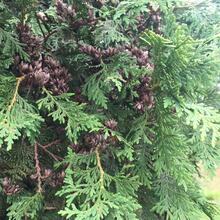 Plant Communities | CMP Tree Selection Tool